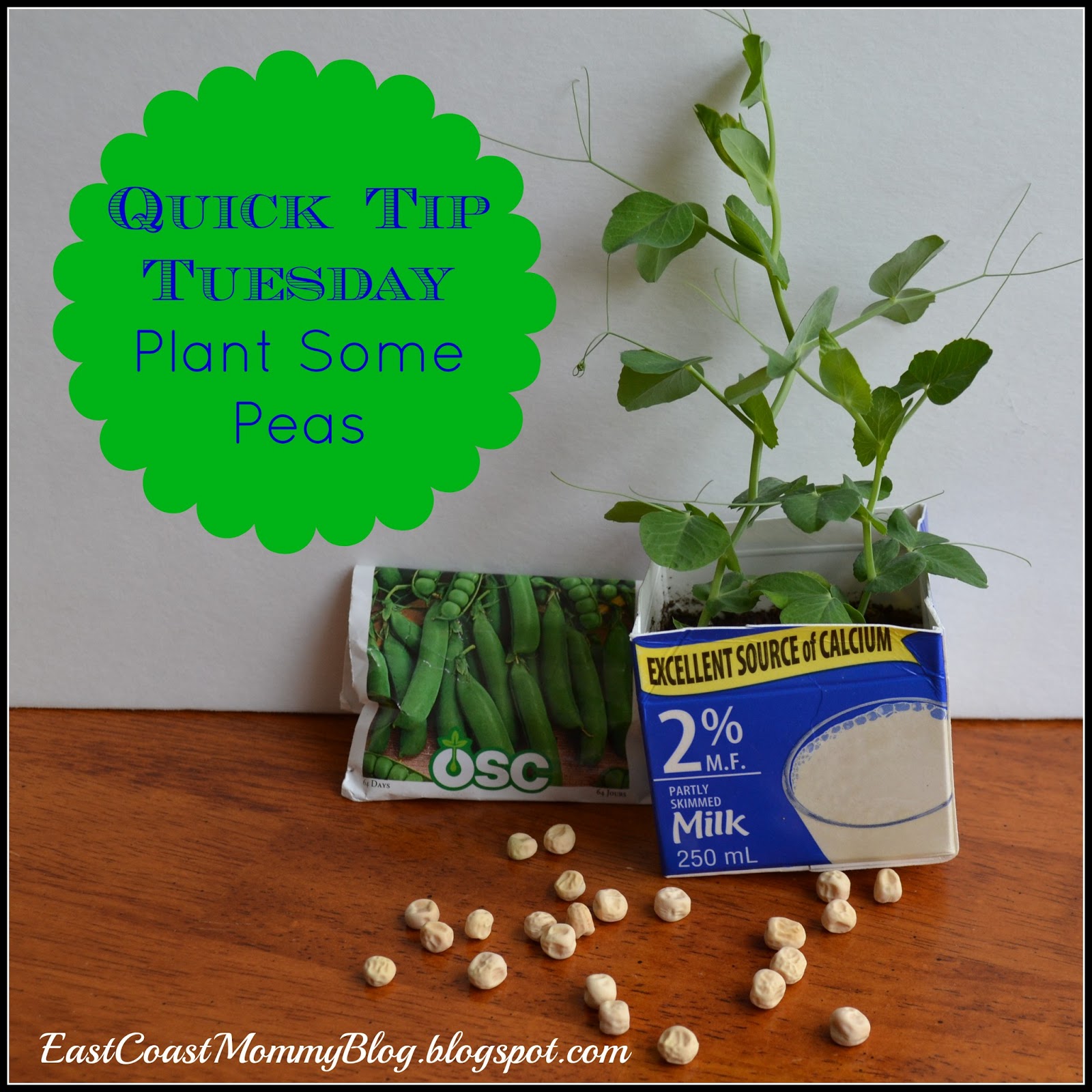 Easy Planting Activity : Peas - SavvyMom