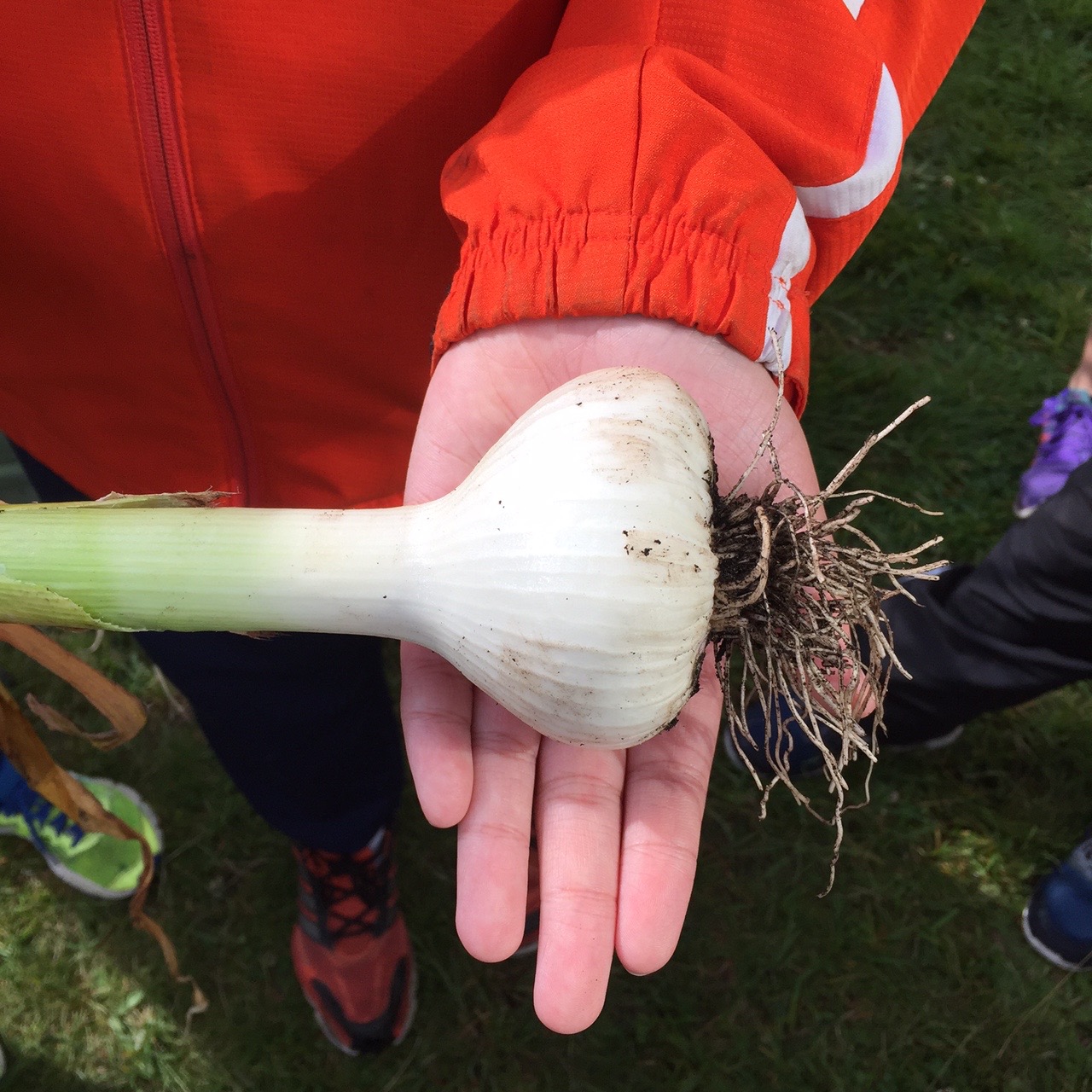 How to Grow Garlic with Kids - SavvyMom