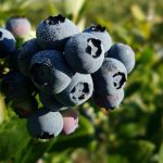 Best U-Pick Berry Farms in the Vancouver-Area - SavvyMom