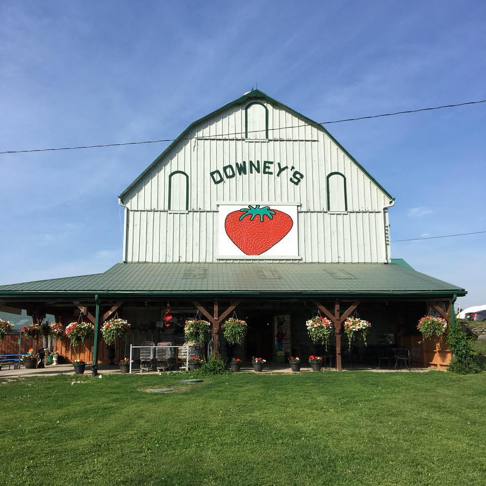 Best Spots for Berry Picking Near Toronto - SavvyMom