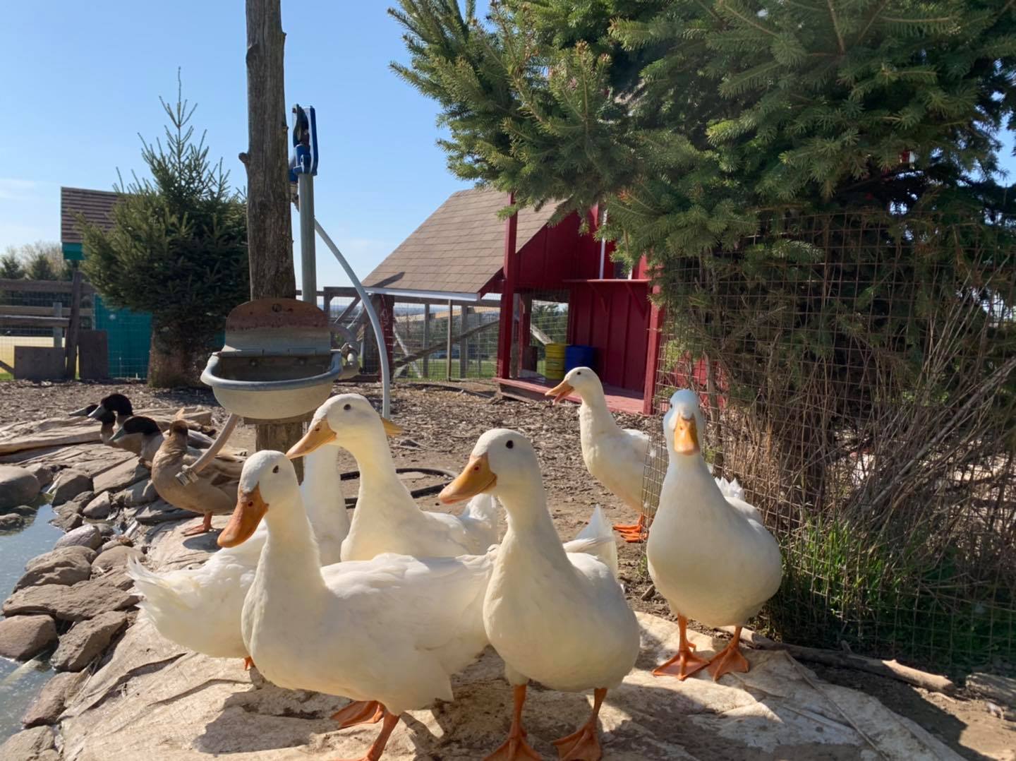 Best Things to Do with Kids in Toronto in July - SavvyMom